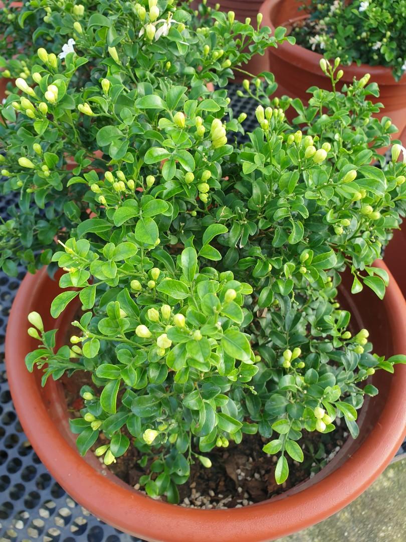 Murraya Dwarf Big Pot, Furniture & Home Living, Gardening, Plants ...