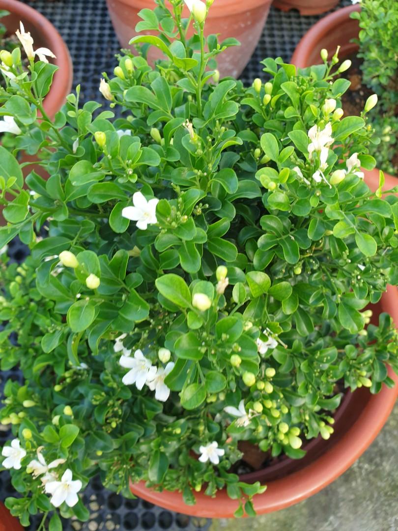 Murraya Dwarf Big Pot, Furniture & Home Living, Gardening, Plants ...
