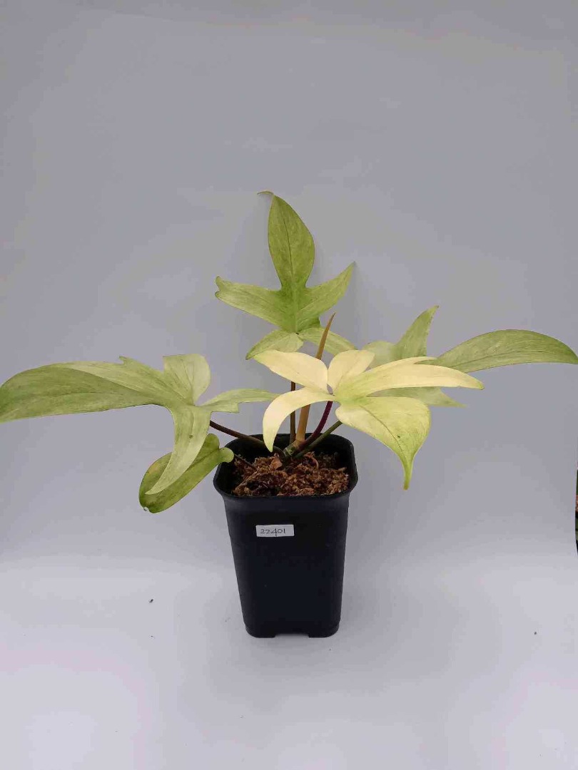 Philodendron Florida Ghost VARIEGATED #22401 B8-386, Furniture & Home ...