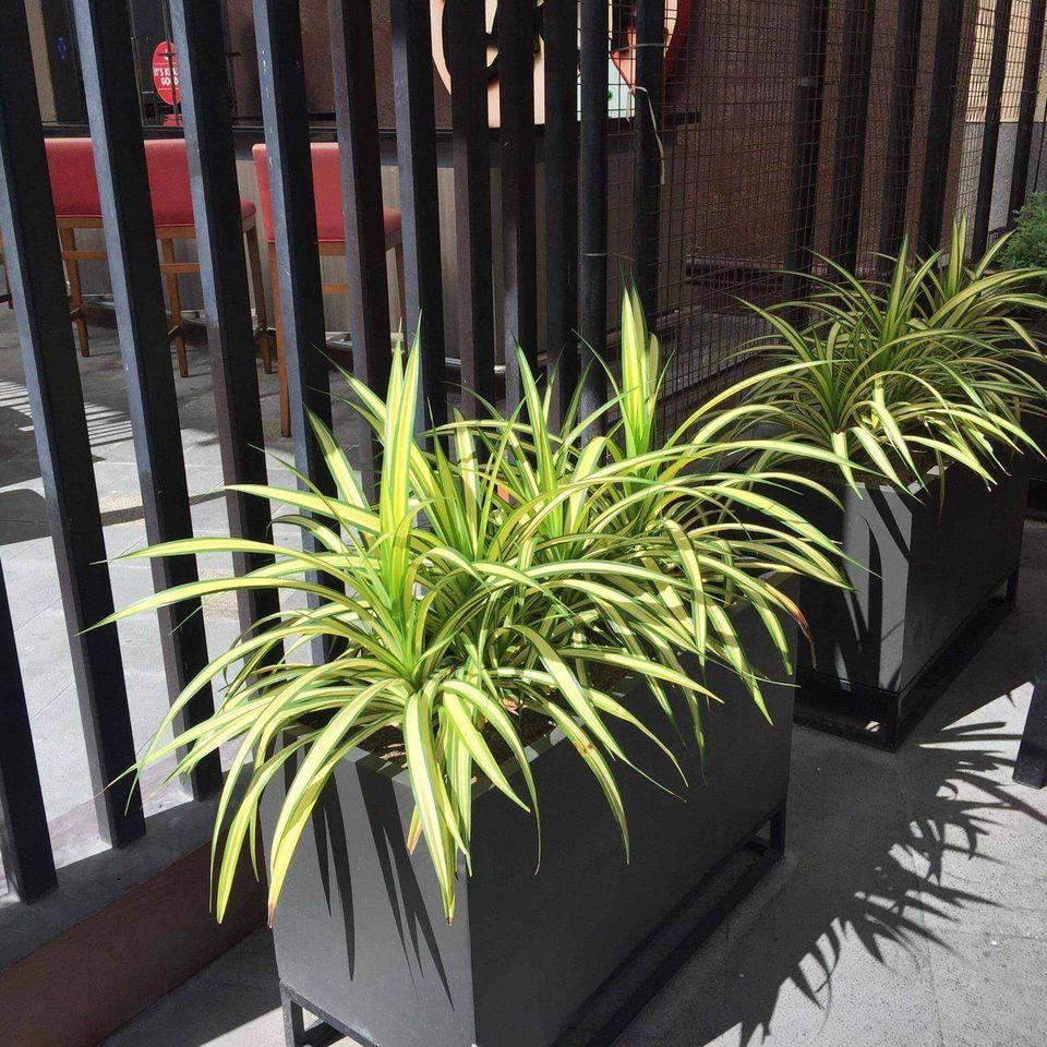 Rectangular GFRC Concrete Planters by Zendaya, Furniture & Home Living ...
