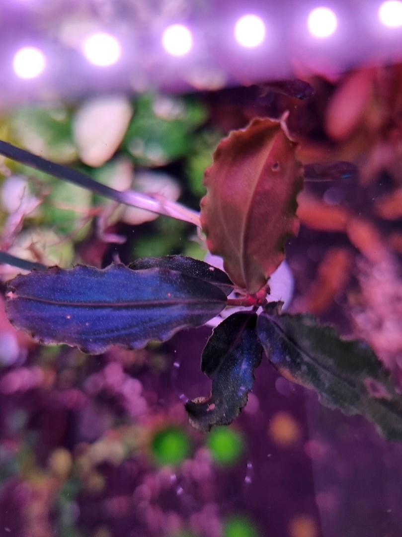 Bucephalandra dark angel aquatic plant buce bucep, Furniture & Home ...