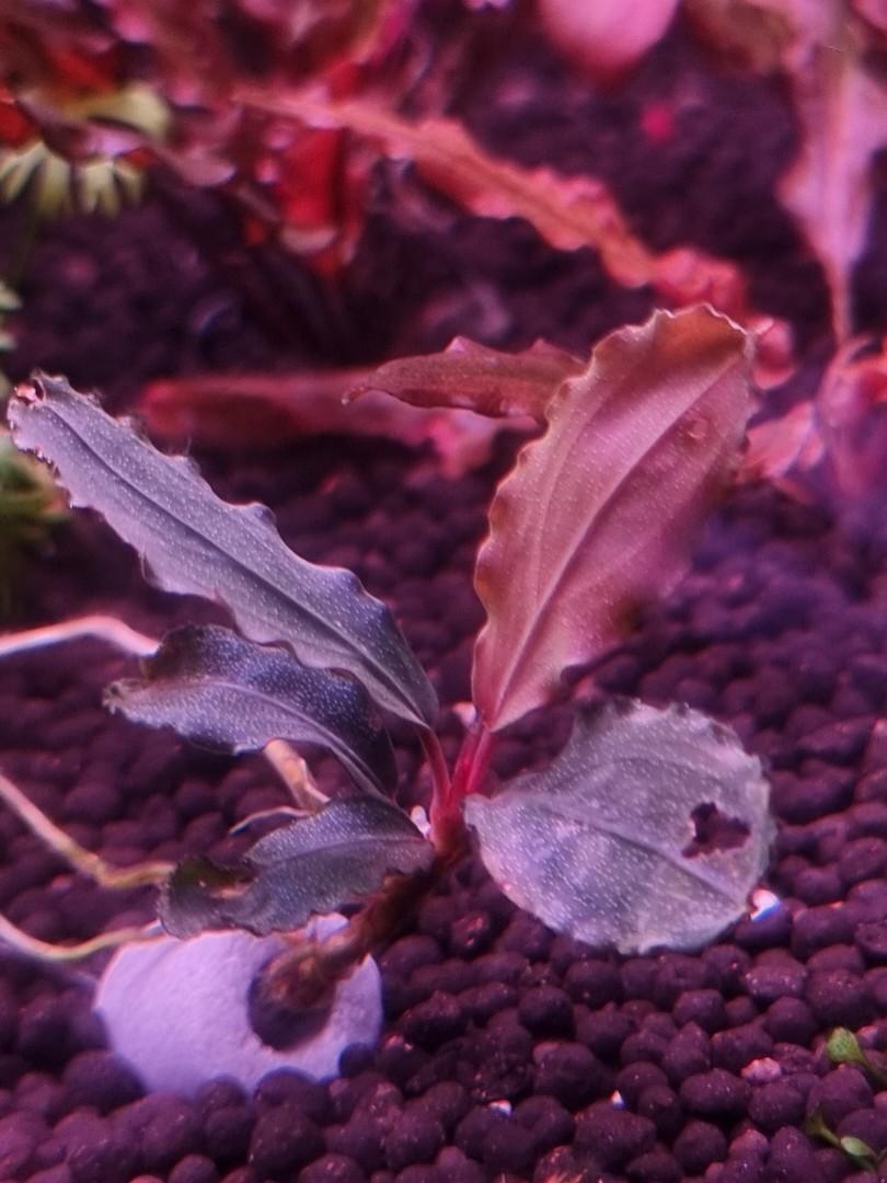 Bucephalandra dark angel aquatic plant, Furniture & Home Living ...