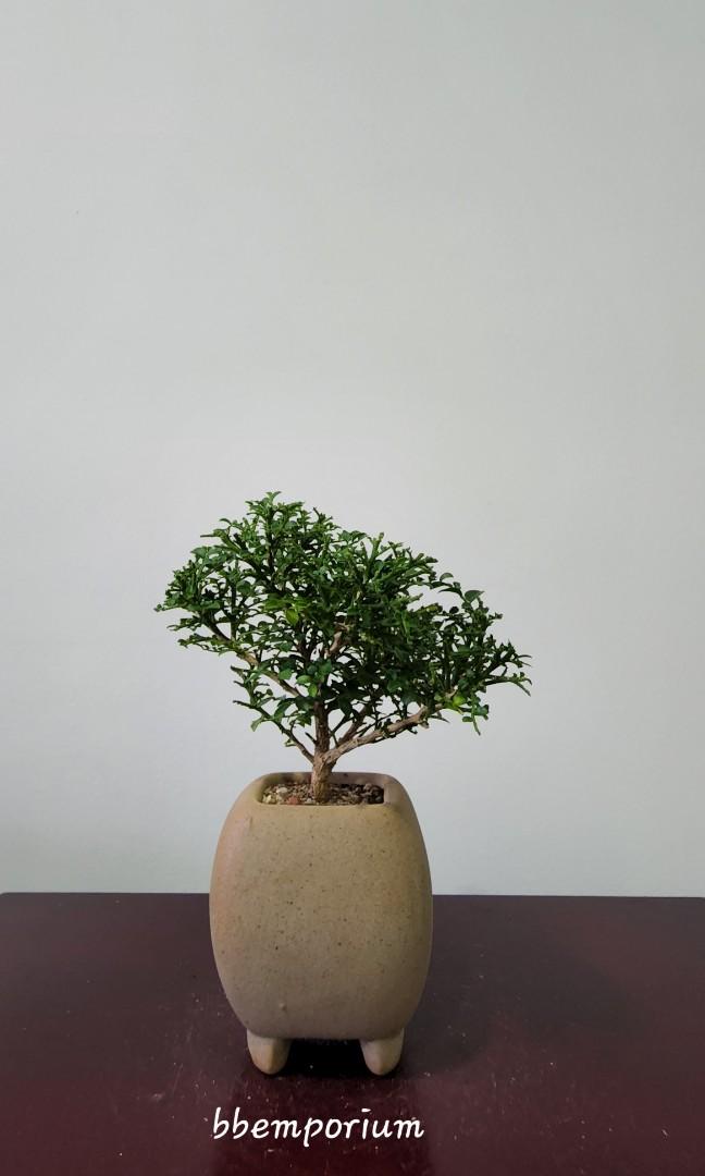 Dwarf Murraya Kamini Bonsai 15-5, Furniture & Home Living, Gardening ...