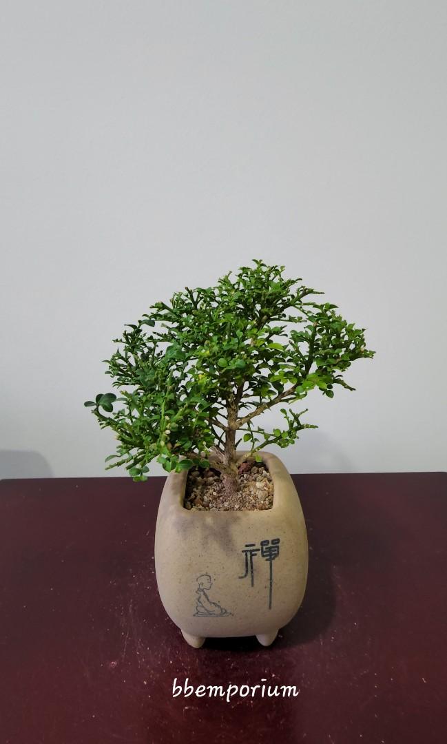 Dwarf Murraya Kamini Bonsai 15-5, Furniture & Home Living, Gardening ...