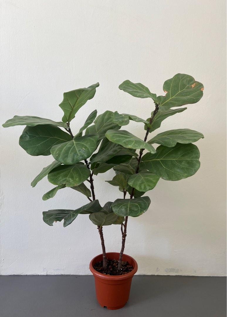 Ficus Lyrata, Furniture & Home Living, Gardening, Plants & Seeds on ...