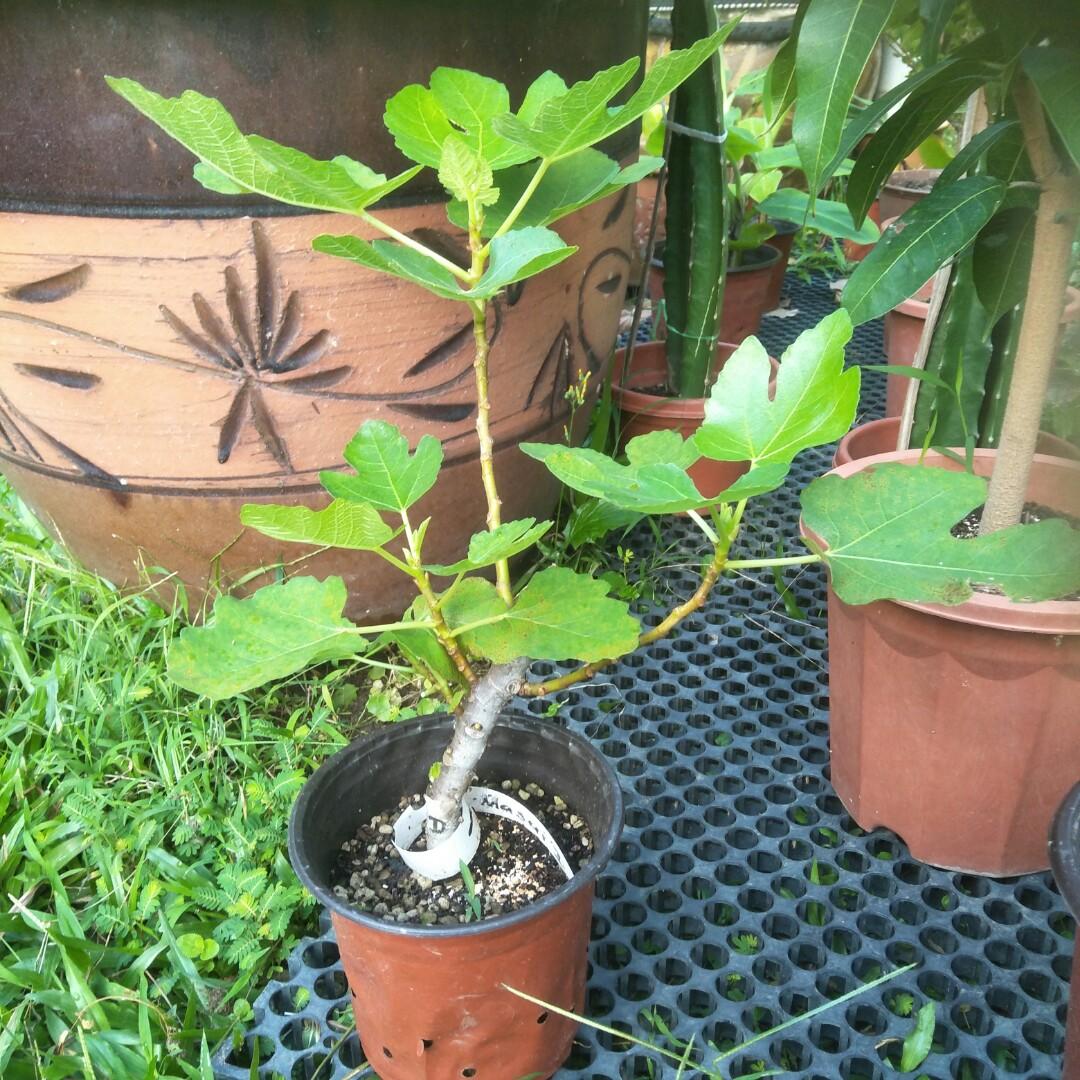 Fig Israel red aka Khurtmani fig plants marcotted, Furniture & Home ...
