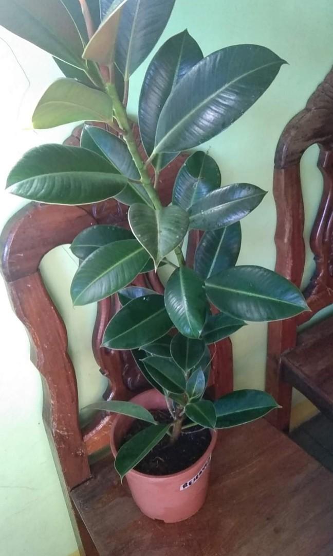 Melany Rubber Tree, Furniture & Home Living, Gardening, Plants & Seeds ...