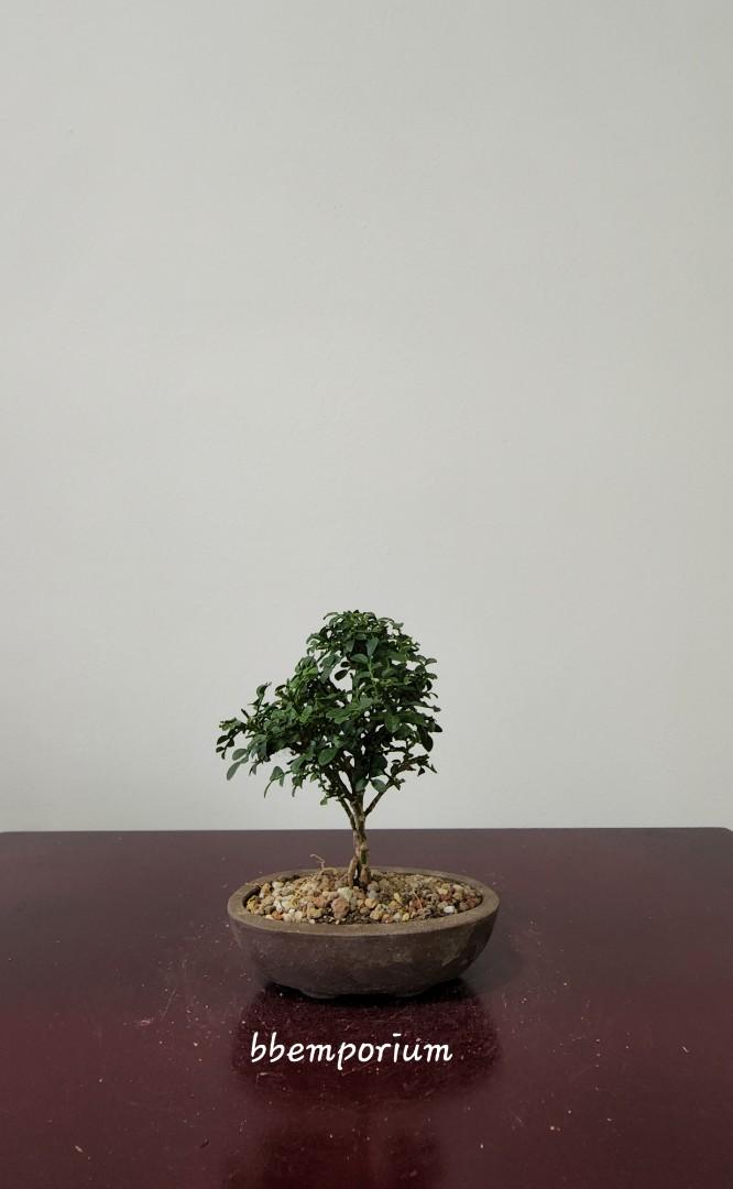Mini Murraya Kamini Bonsai 15-3, Furniture & Home Living, Gardening ...