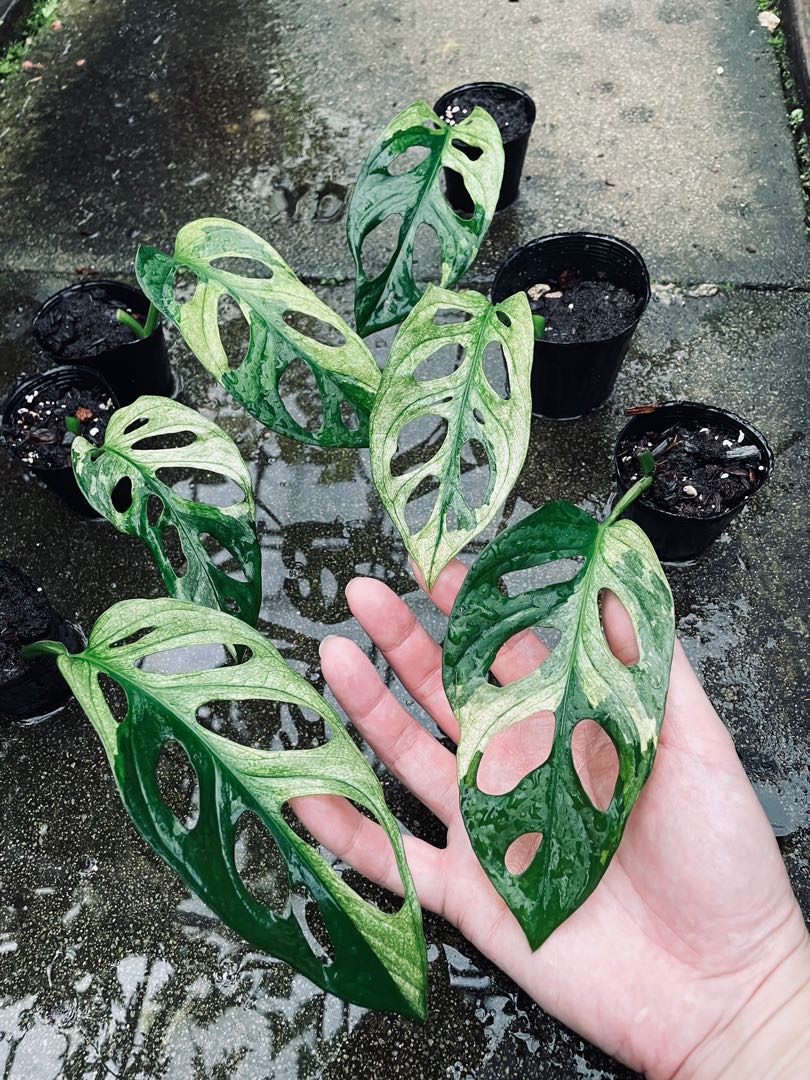Monstera Adansonii Giant Form Albo Variegated, Furniture & Home Living ...