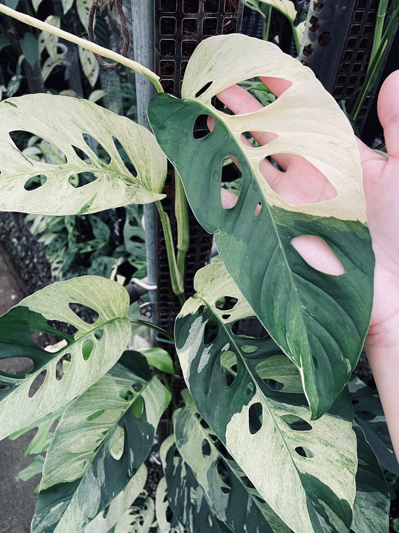 Monstera Adansonii Laniata Variegated - FLASH SALE!, Furniture & Home ...