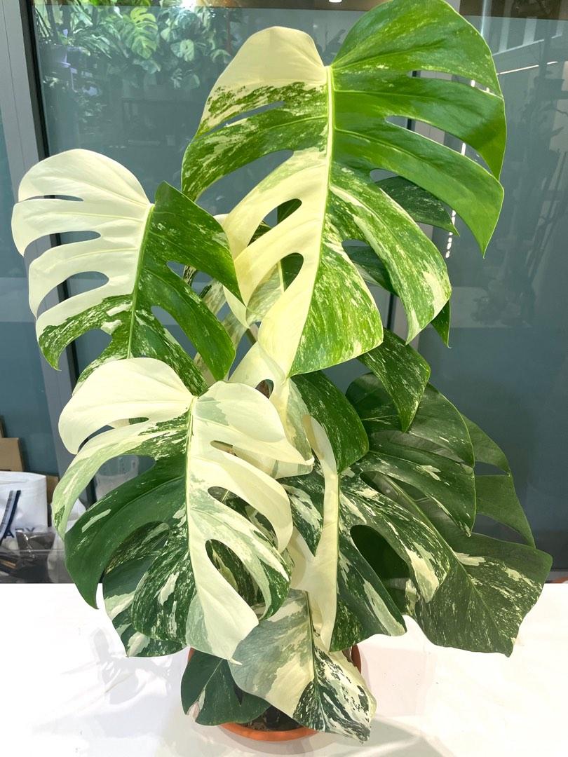 Monstera borsigiana Albo (huge), Furniture & Home Living, Gardening ...