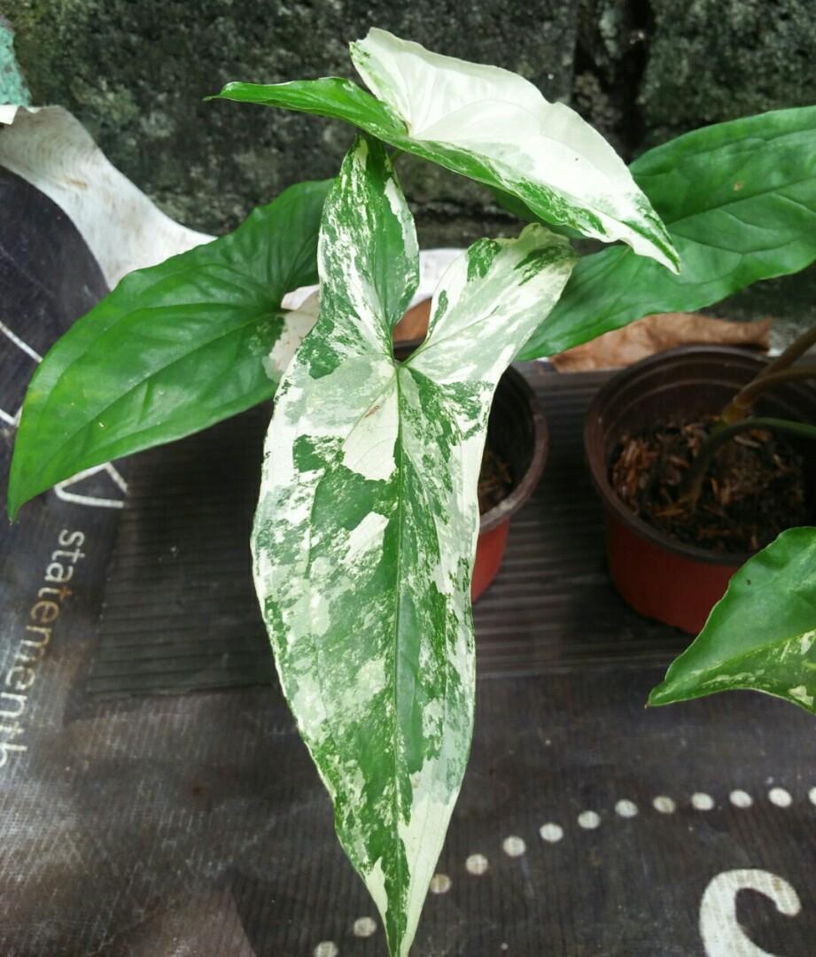 Syngonium varieties, Furniture & Home Living, Gardening, Plants & Seeds ...