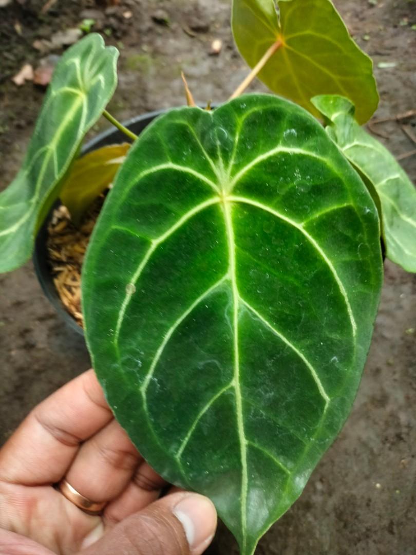 Anthurium forgeti hybrid, Furniture & Home Living, Gardening, Plants ...