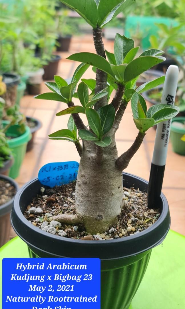 ARABICUM, Furniture & Home Living, Gardening, Plants & Seeds on Carousell