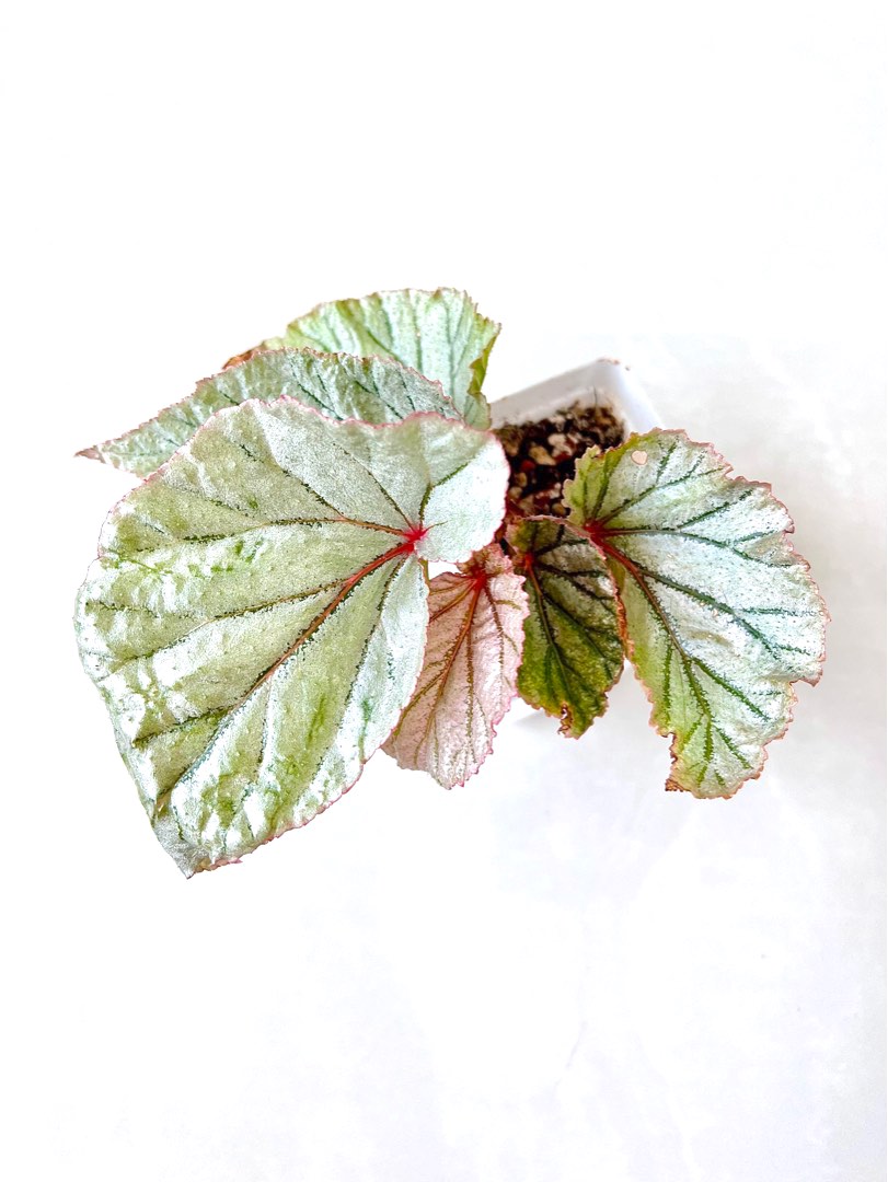 Begonia Frosty, Furniture & Home Living, Gardening, Plants & Seeds on ...
