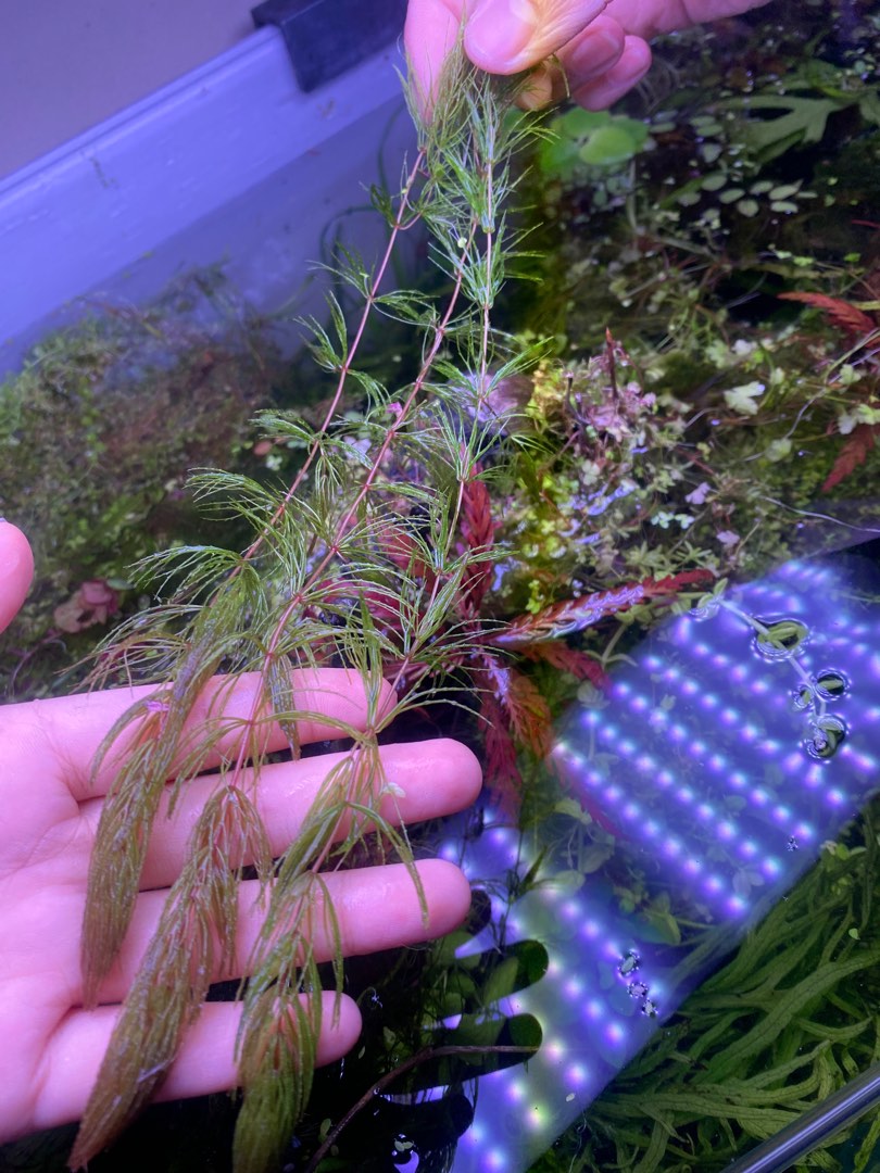 Hornwort Aquarium Plant, Furniture & Home Living, Gardening, Plants ...