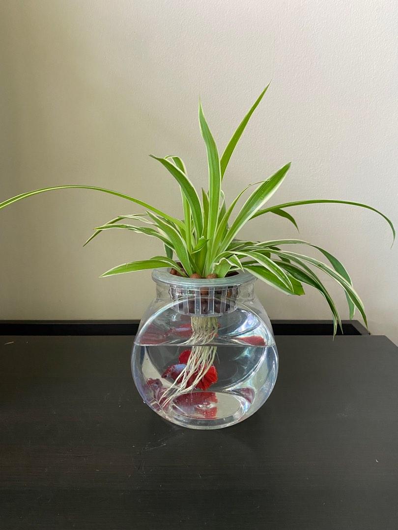 Hydroponic Spider Plant with fish, Furniture & Home Living, Gardening ...