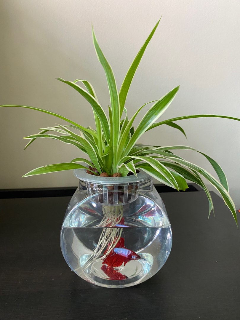 Hydroponic Spider Plant with fish, Furniture & Home Living, Gardening ...