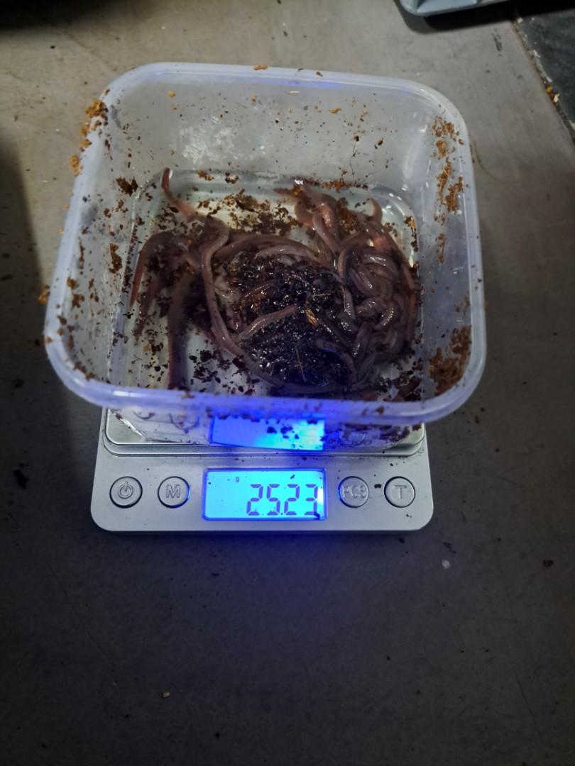 Malaysian Blue Composting Worms, Furniture & Home Living, Gardening ...