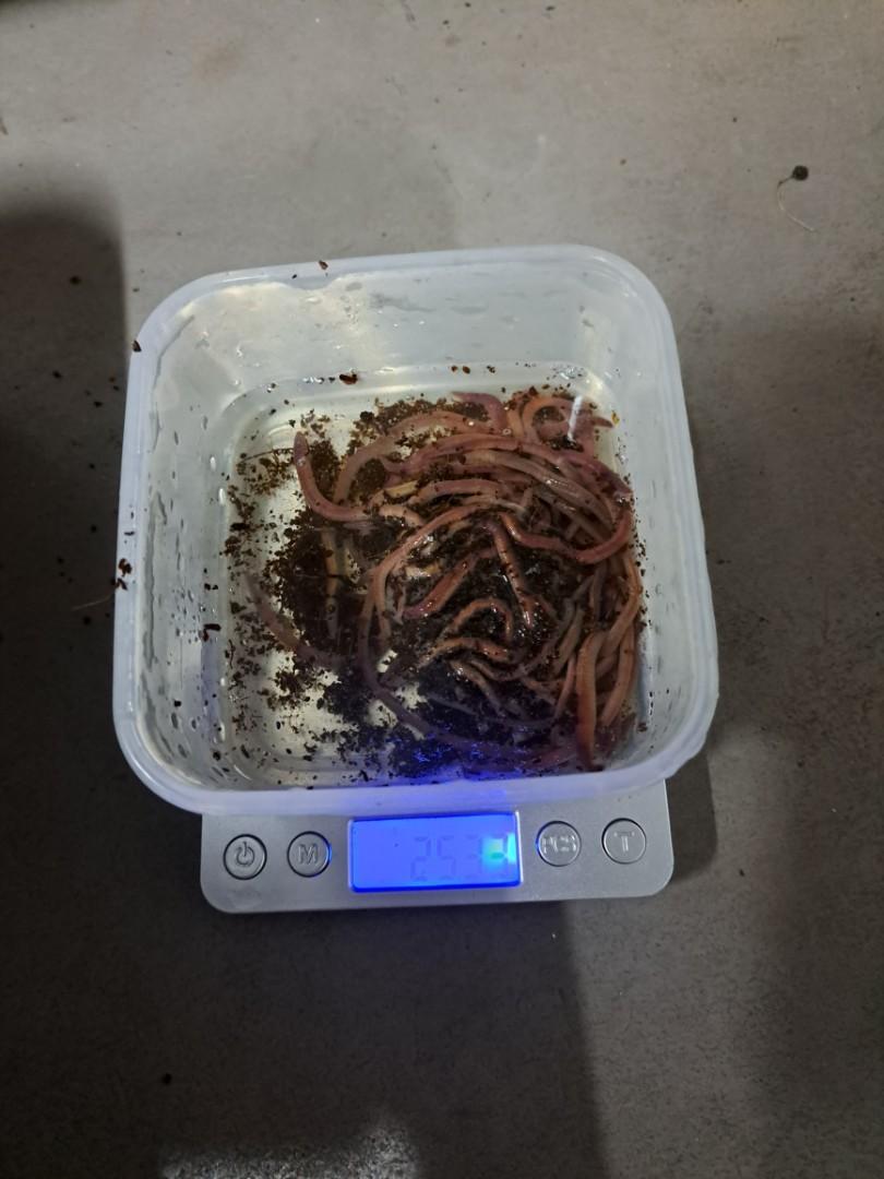 Malaysian Blue Composting Worms, Furniture & Home Living, Gardening ...