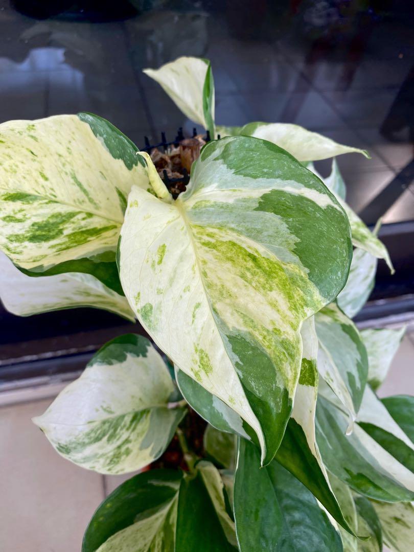 Manjula pothos, Furniture & Home Living, Gardening, Plants & Seeds on ...