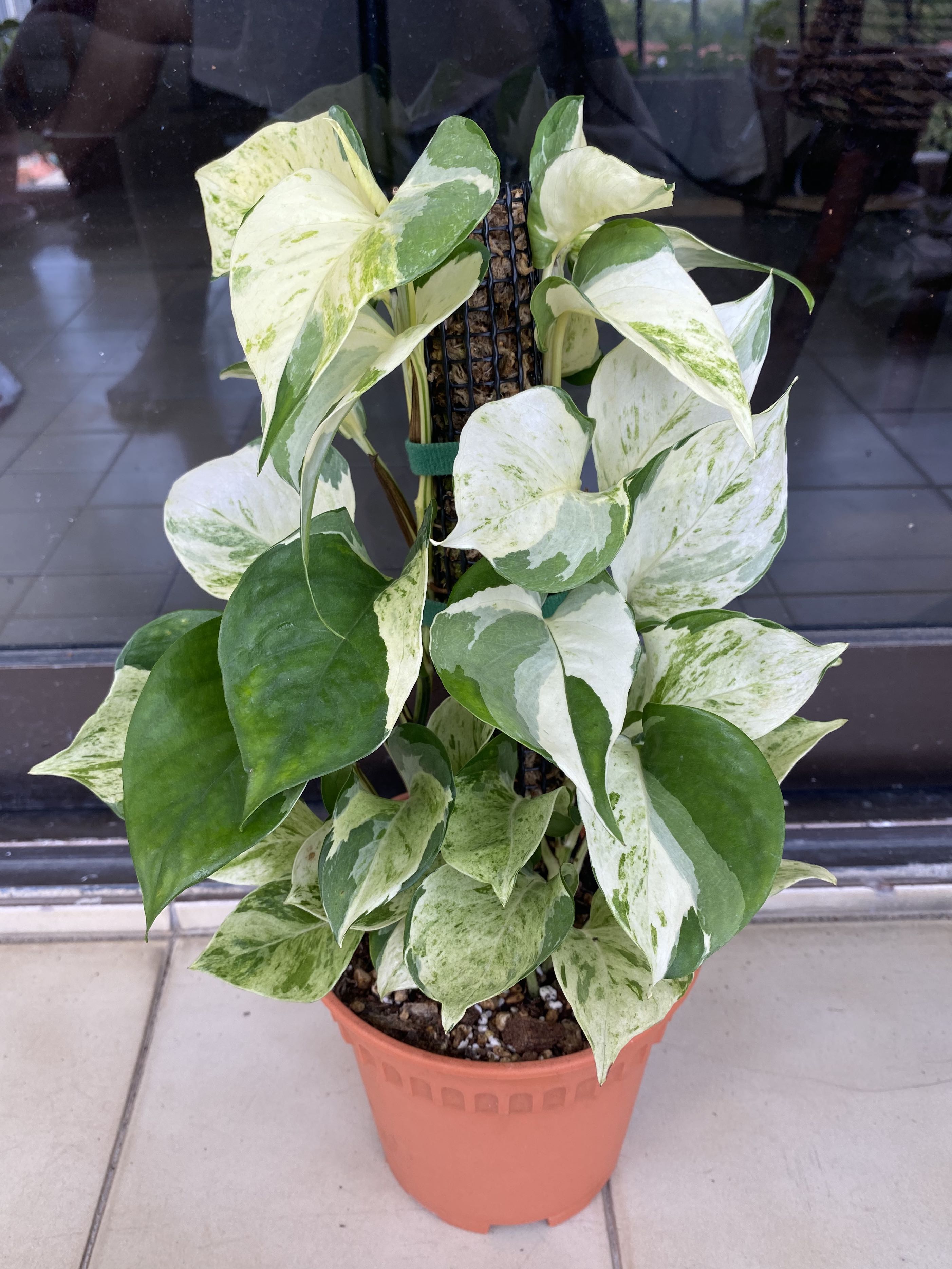 Manjula pothos, Furniture & Home Living, Gardening, Plants & Seeds on ...
