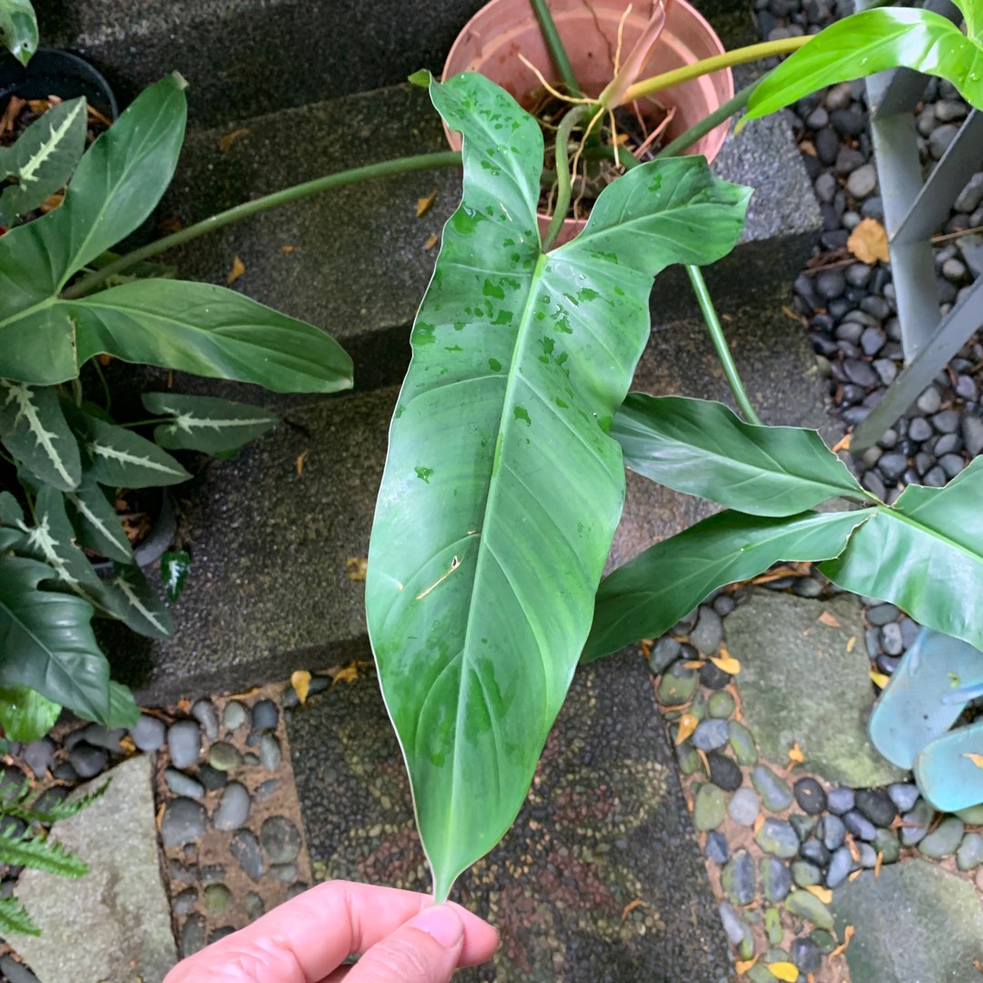 Philodendron Mexicanum, Furniture & Home Living, Gardening, Plants ...