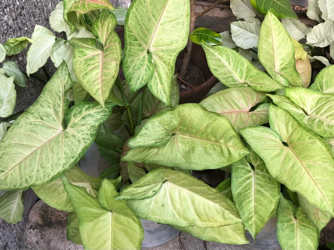 Plant Sale!!! Syngonium Varieties, Furniture & Home Living, Gardening ...