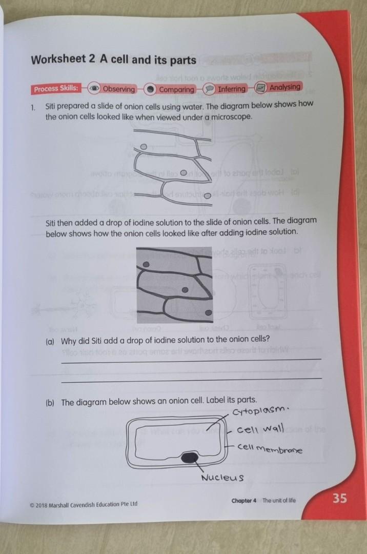 Science Process Skills P5 & P6, Hobbies & Toys, Books & Magazines ...