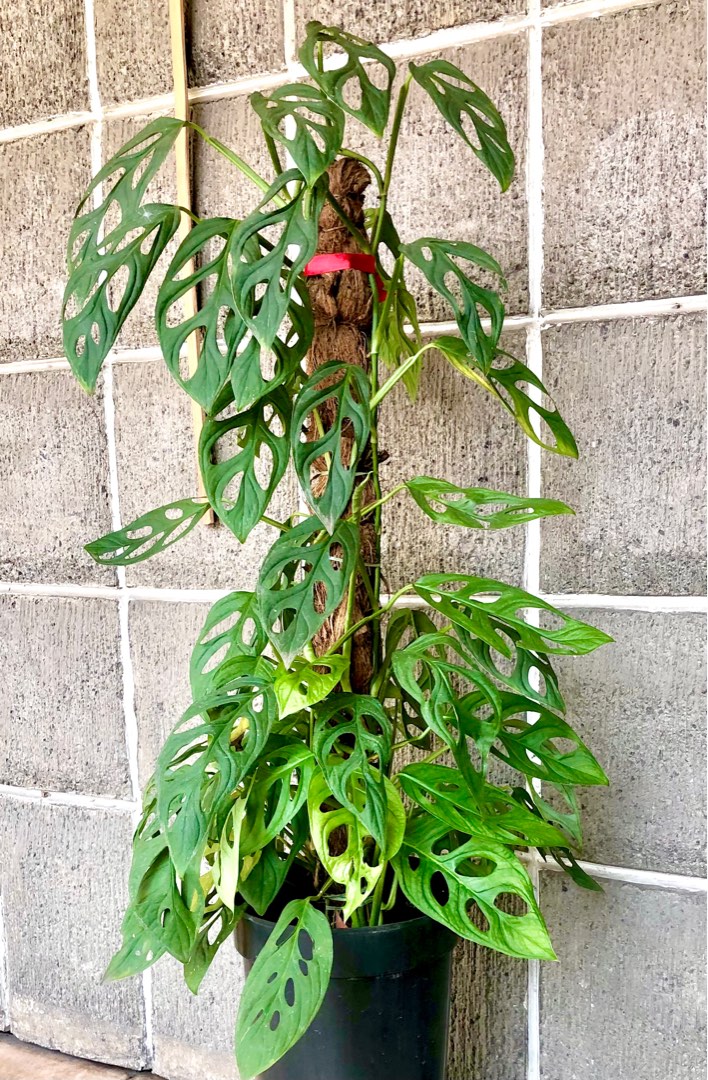 Trailing Monstera Adansonii - Swiss Cheese Plant, Furniture & Home ...