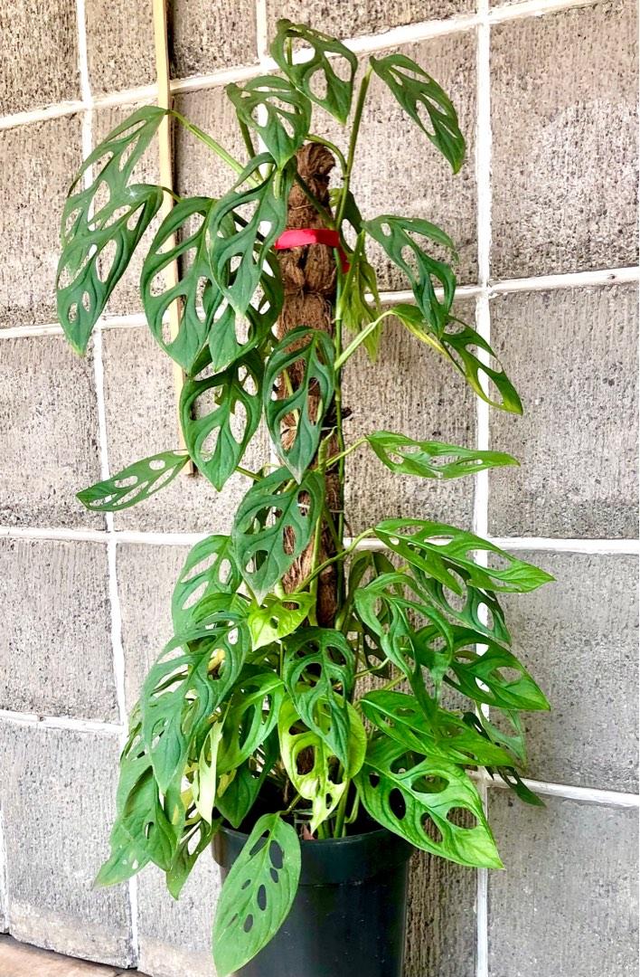 Trailing Monstera Adansonii - Swiss Cheese Plant, Furniture & Home ...