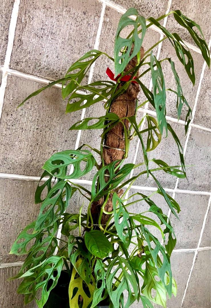 Trailing Monstera Adansonii - Swiss Cheese Plant, Furniture & Home ...