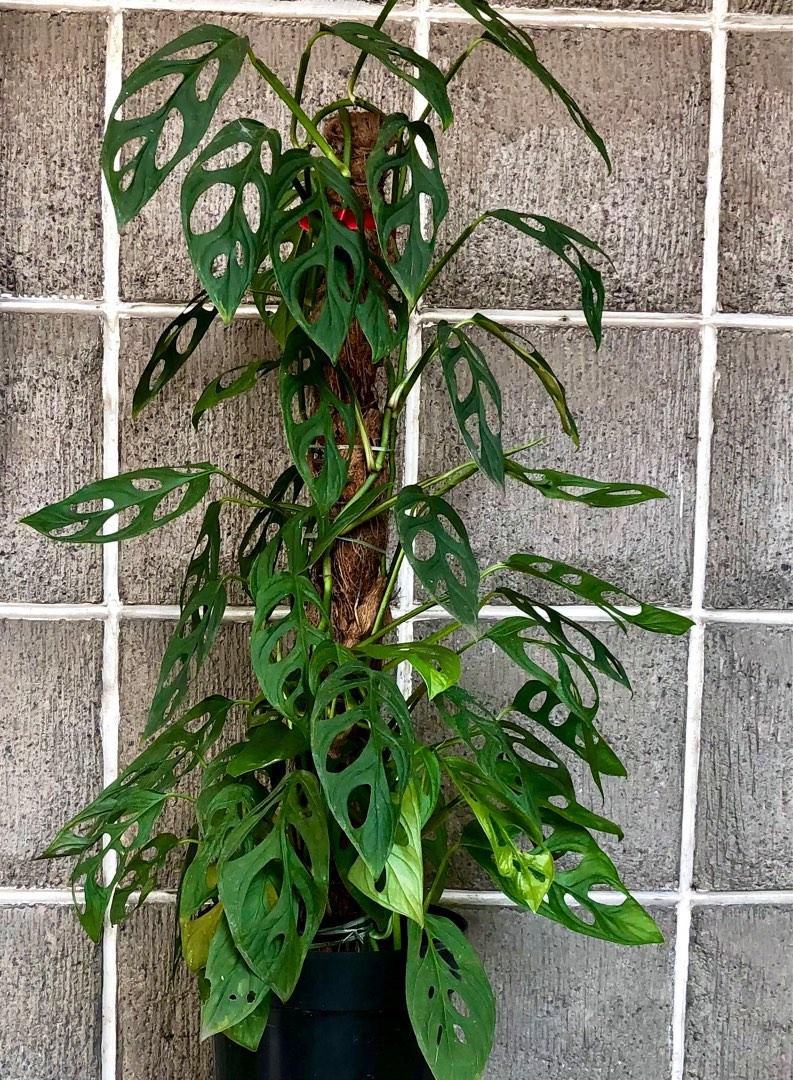 Trailing Monstera Adansonii - Swiss Cheese Plant, Furniture & Home ...