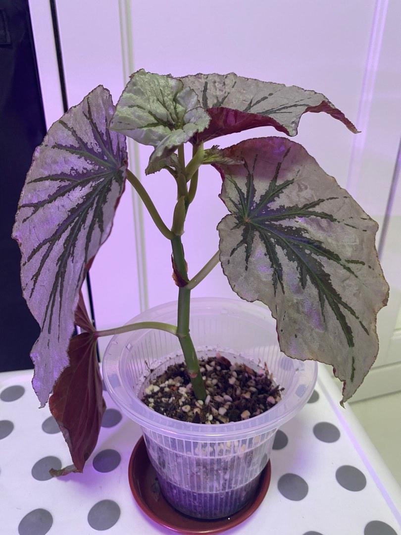 Begonia Looking Glass, Furniture & Home Living, Gardening, Plants ...