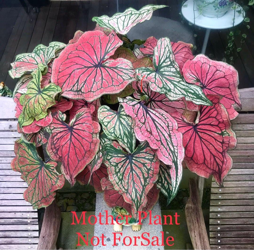 CALADIUM THAI BEAUTY, Furniture & Home Living, Gardening, Plants ...
