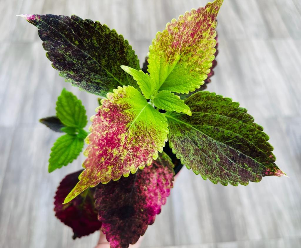 Coleus Alabama Sunset, Furniture & Home Living, Gardening, Plants ...