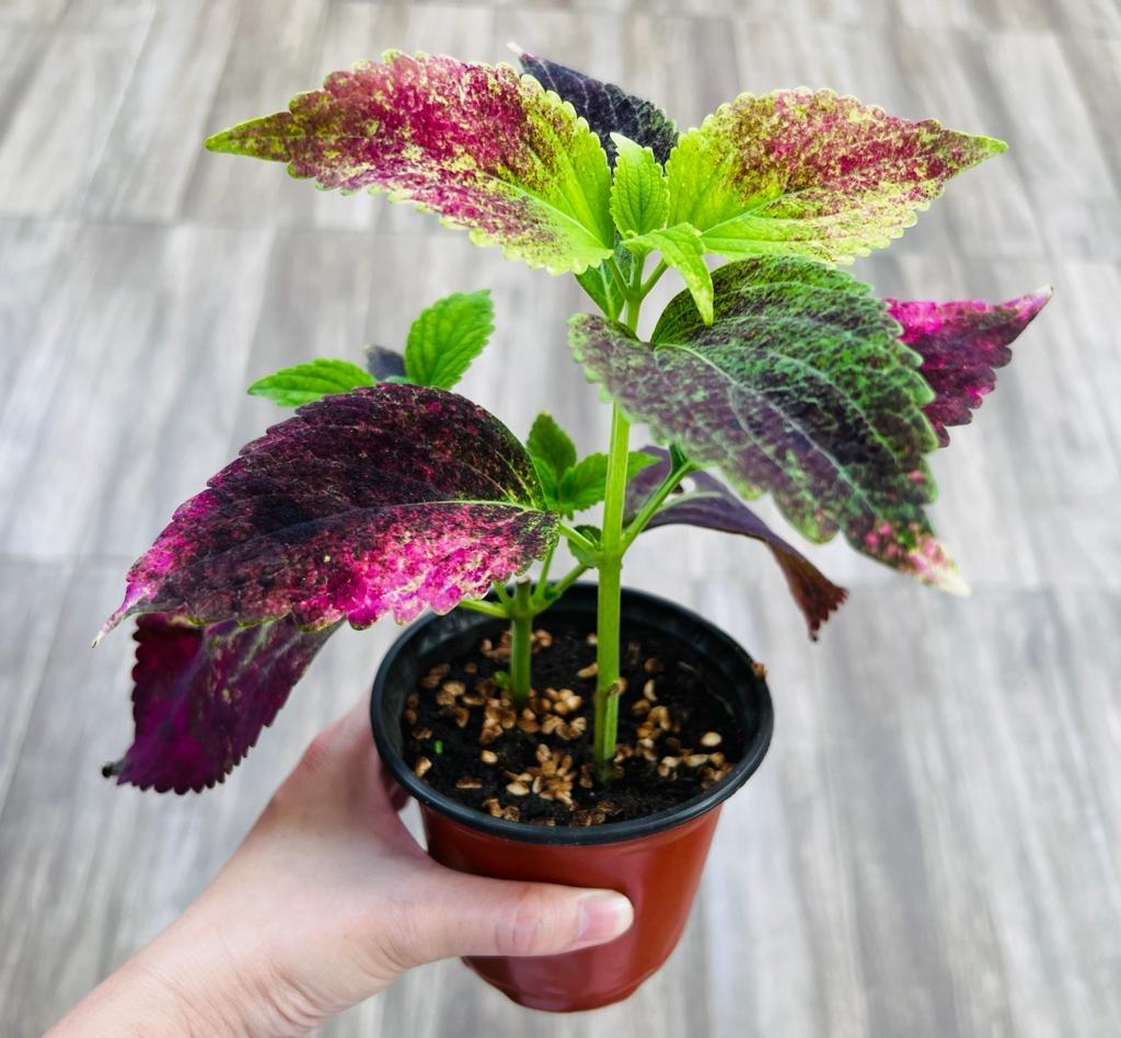 Coleus Alabama Sunset, Furniture & Home Living, Gardening, Plants ...