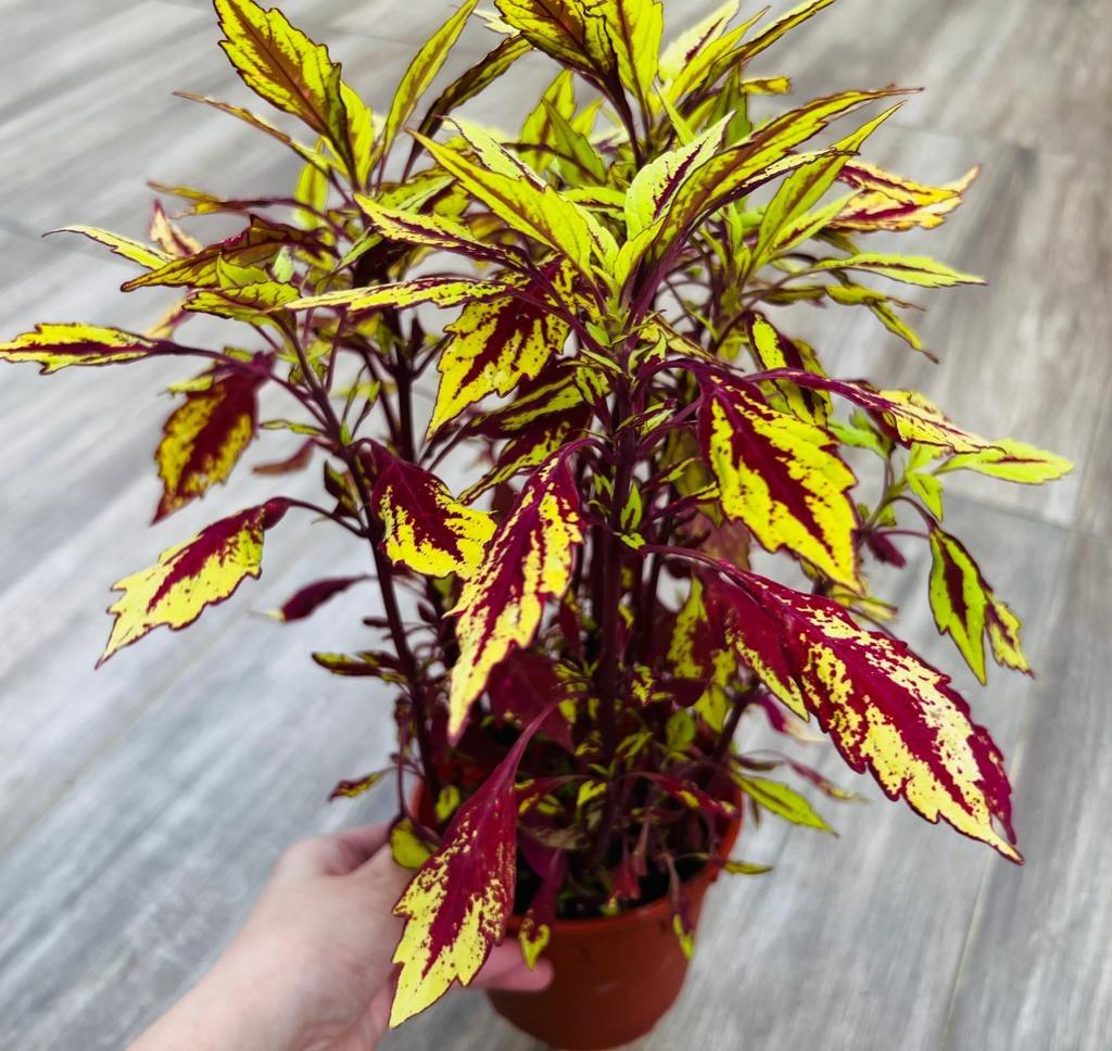 Coleus Flamethrower Chipotle (mother plant), Furniture & Home Living ...