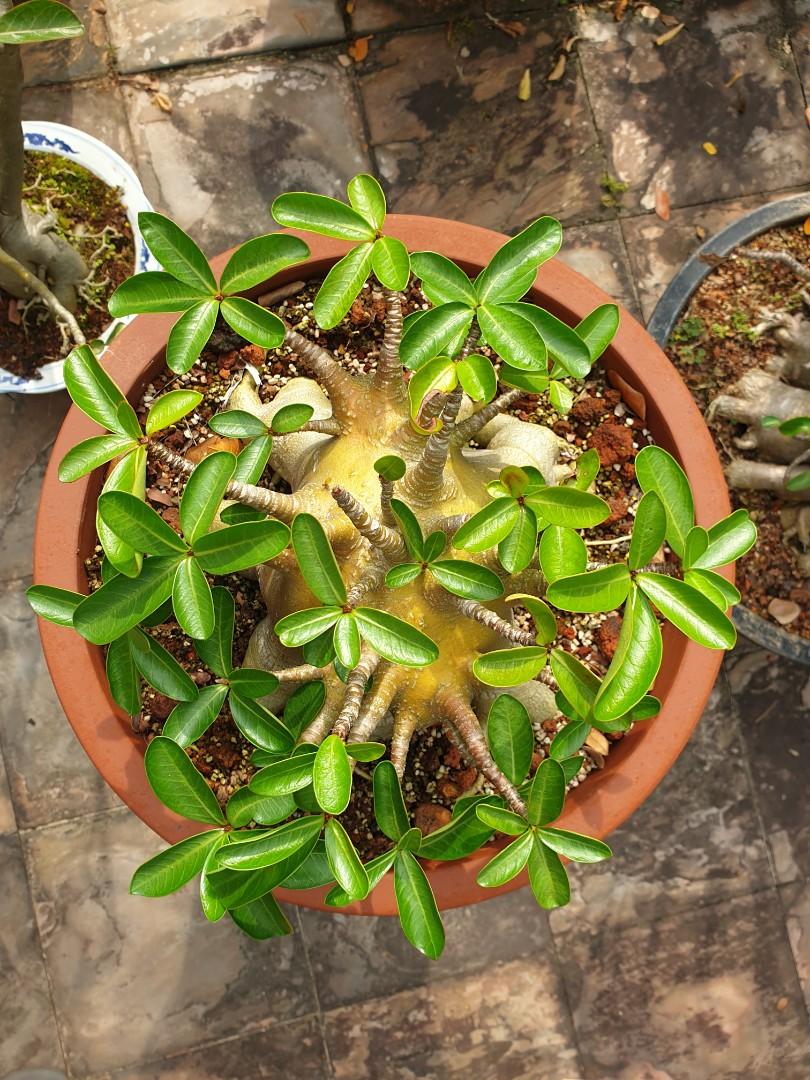 [Competition Grade] Adenium Thai Socotranum WSB Radial Root Bonsai ...