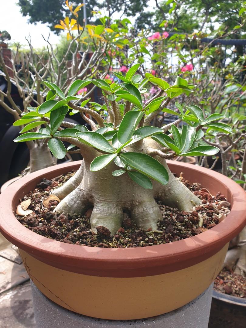 [Competition Grade] Adenium Thai Socotranum WSB Radial Root Bonsai ...