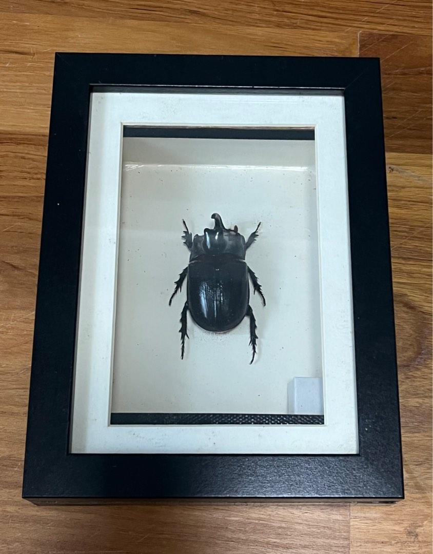 Insect and beetle Specimen in Frame, Hobbies & Toys, Memorabilia ...