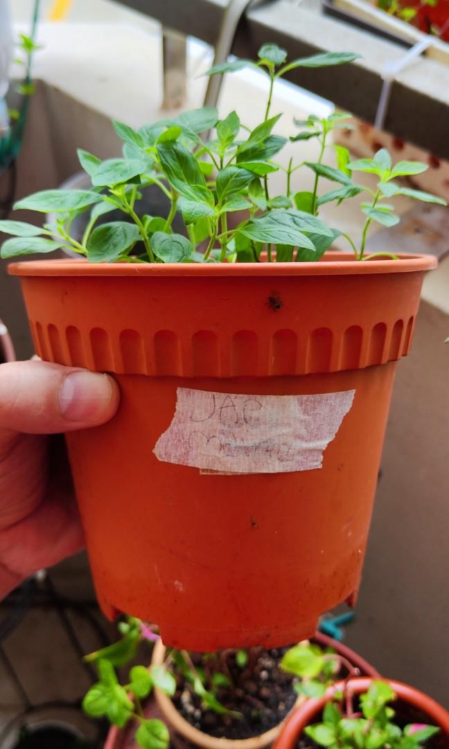 Japanese Menthol mint in organic soil, edible plant, Furniture & Home ...