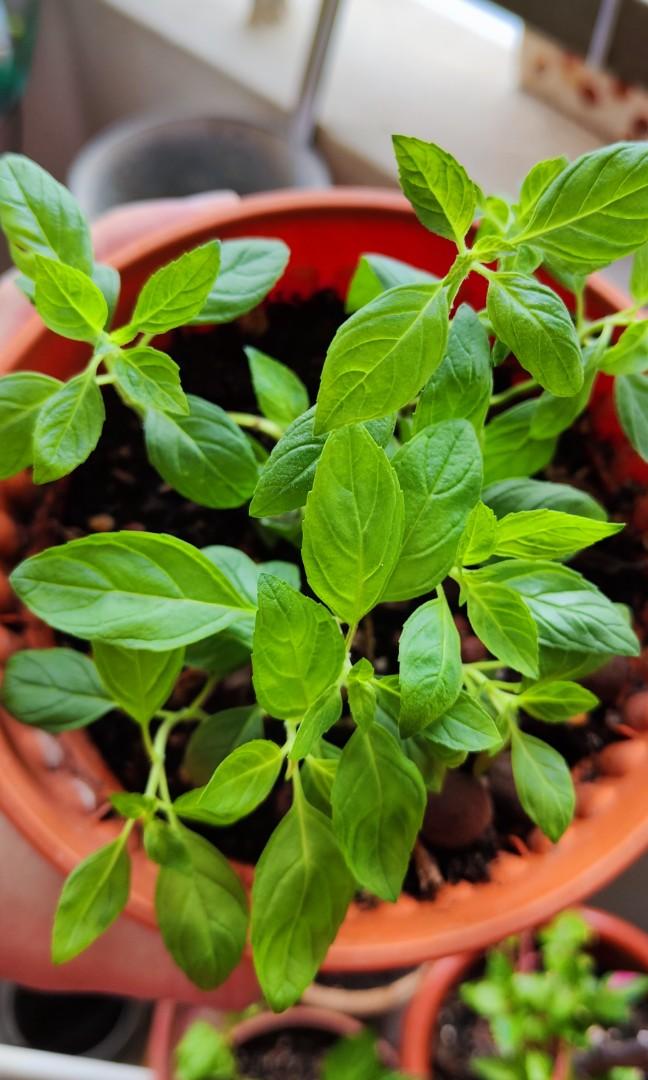 Japanese Menthol mint in organic soil, edible plant, Furniture & Home ...