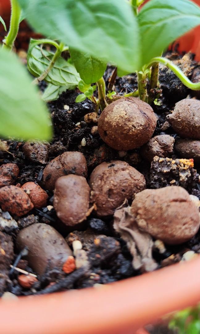 Japanese Menthol mint in organic soil, edible plant, Furniture & Home ...