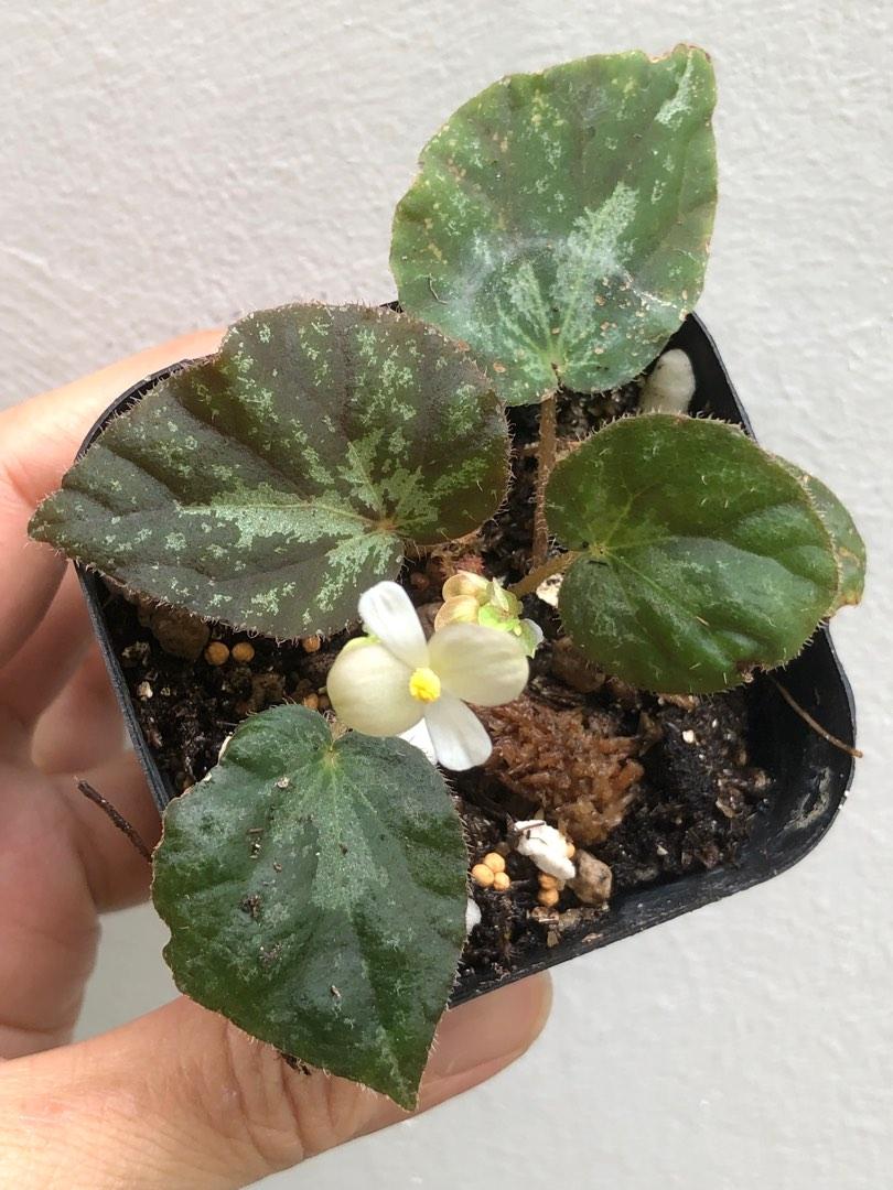 Mini begonia Philippines sp, Furniture & Home Living, Gardening, Plants ...
