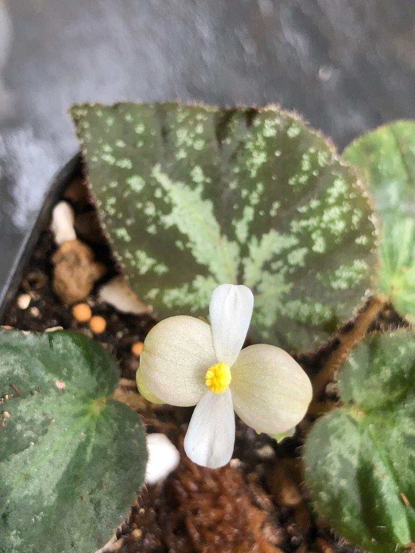Mini begonia Philippines sp, Furniture & Home Living, Gardening, Plants ...