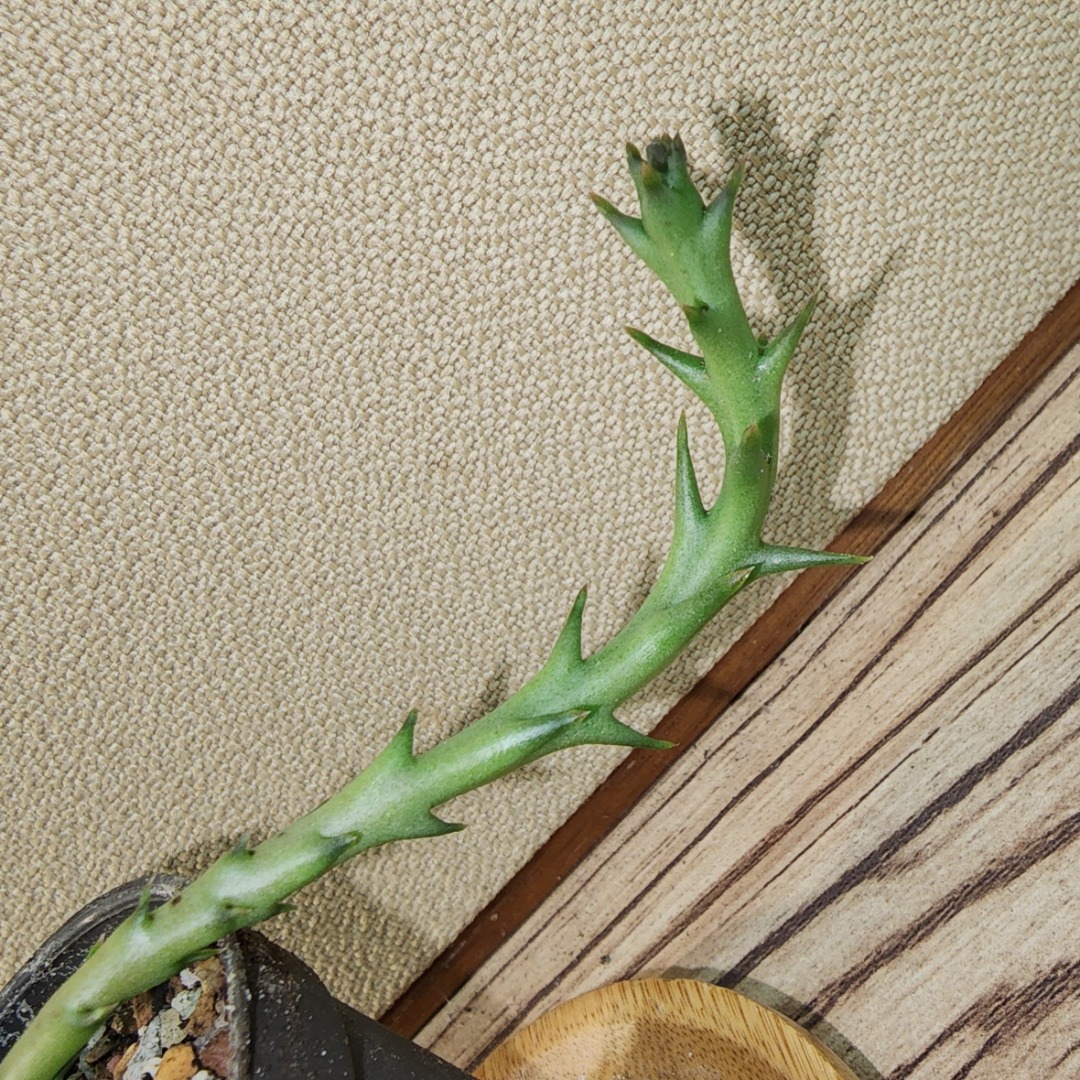 Orbea sp. (succulent, stapeliad), Furniture & Home Living, Gardening ...