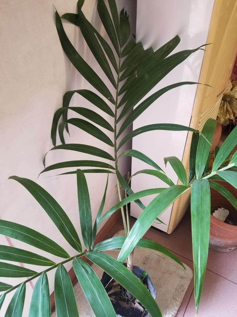 Palmera Plant (ranges from 133 cm/ 4' 4'' and up), Furniture & Home ...