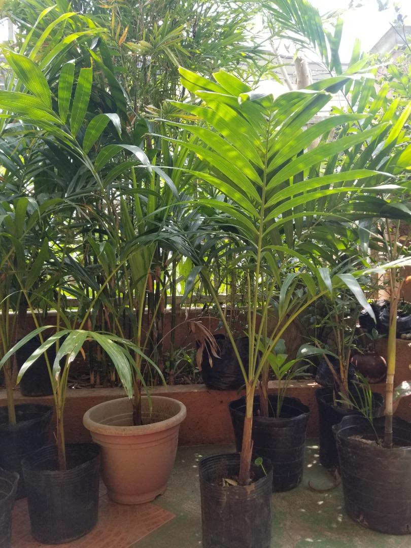 Palmera Plant (ranges from 133 cm/ 4' 4'' and up), Furniture & Home ...