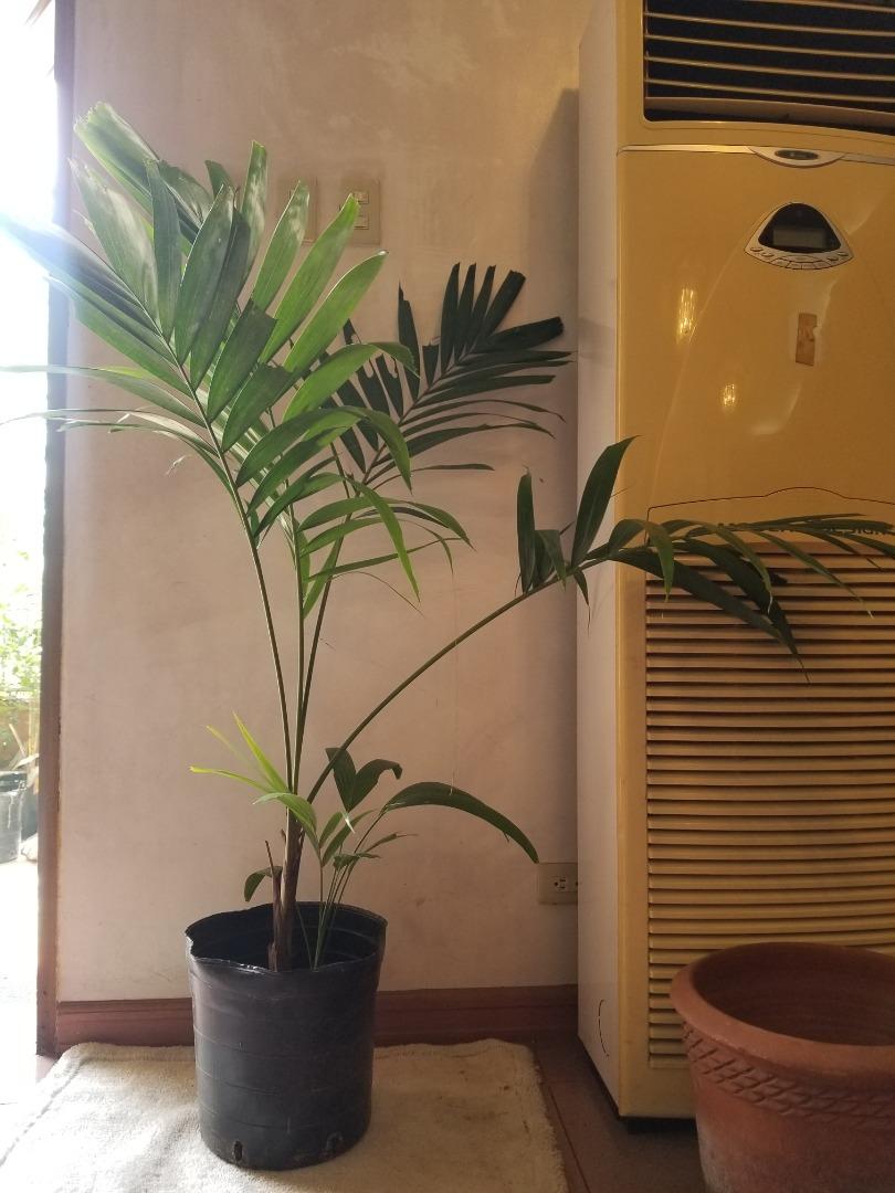 Palmera Plant (ranges from 133 cm/ 4' 4'' and up), Furniture & Home ...